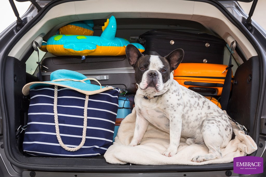 What to Pack for Your Dog When Camping | KOA Camping Blog
