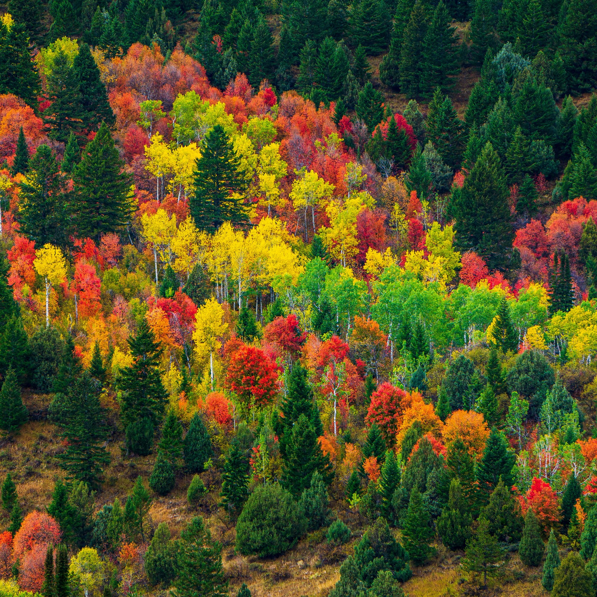 Etna, Wyoming Area Attractions and Activities | Alpine / Bridger-Teton ...