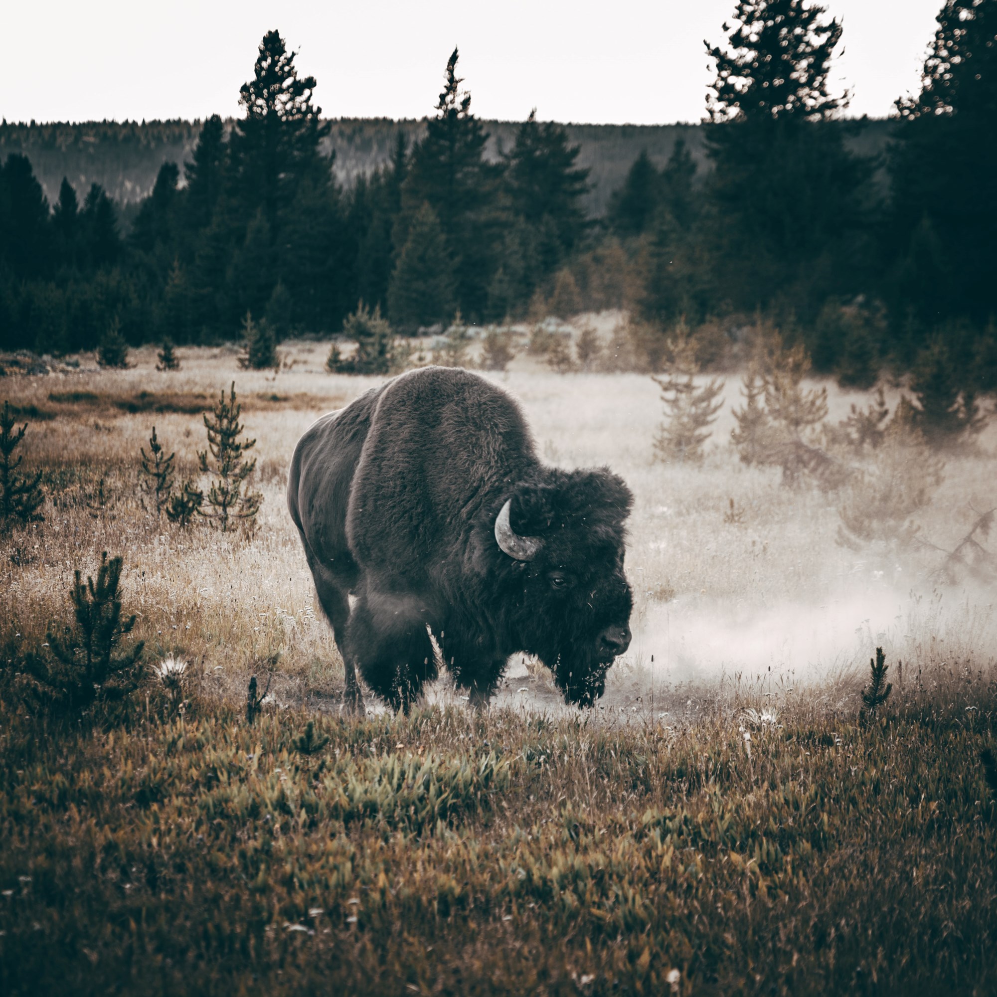 Alpine / Bridger-Teton National Forest KOA Holiday General Info | KOA ...