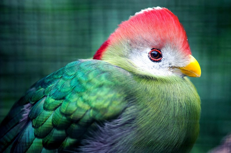 The Great Bird Adventure: Event at the Asheville West KOA Holiday ...