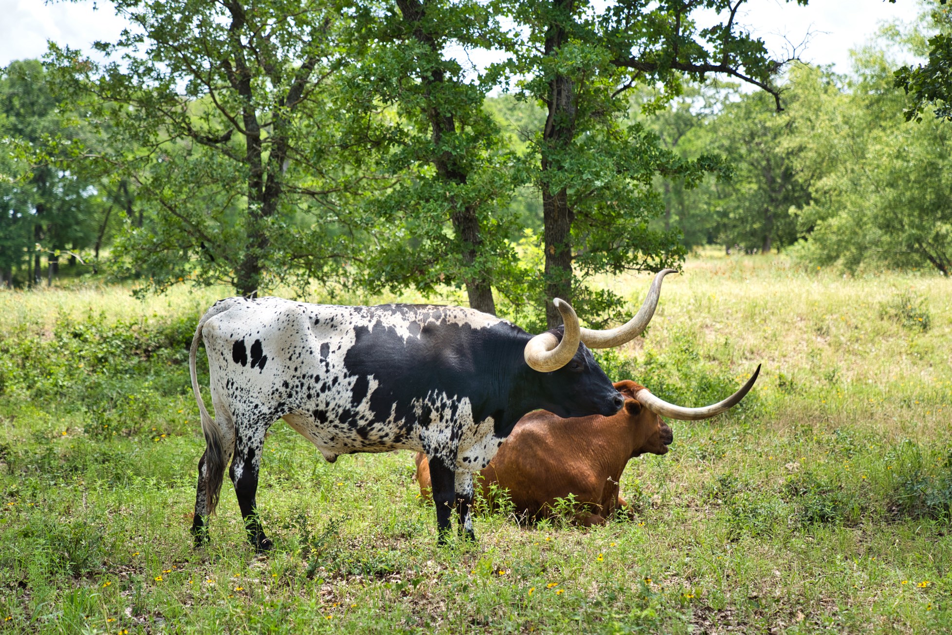 Local Attractions in Austin, TX | Austin East KOA Holiday