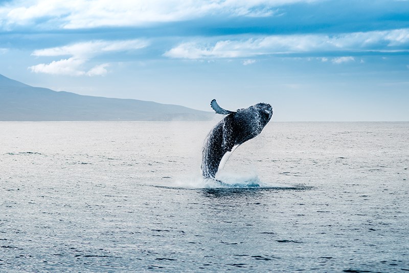 Wildlife on Mount Desert Island
