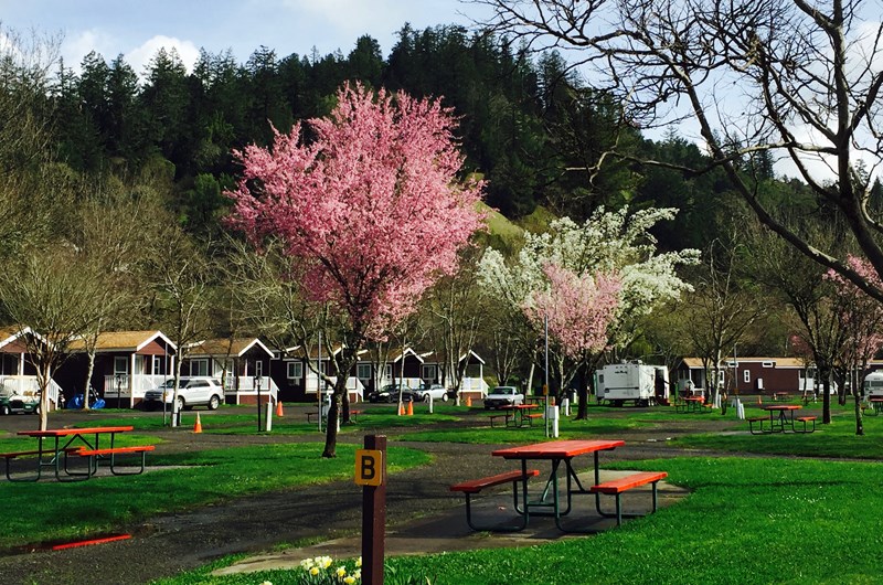 Memorial Day Weekend 2022: Event at the Benbow KOA Holiday Campground ...