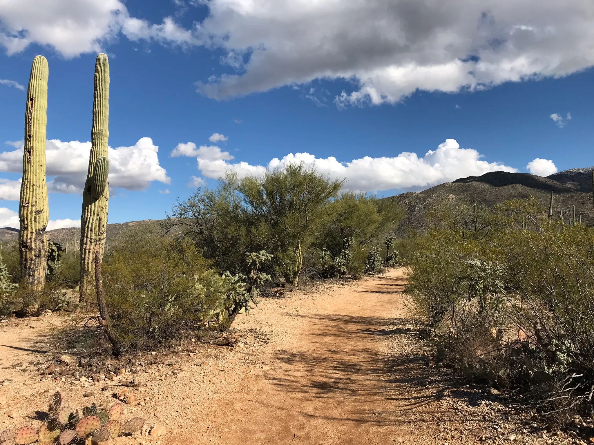 Benson, Arizona Campground | Benson KOA Journey