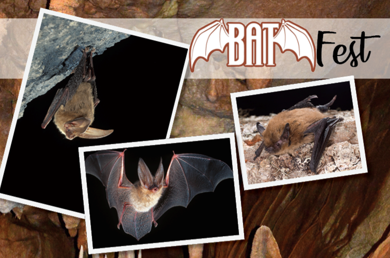 Bat Fest: Event at the Benson KOA Journey Campground in Arizona