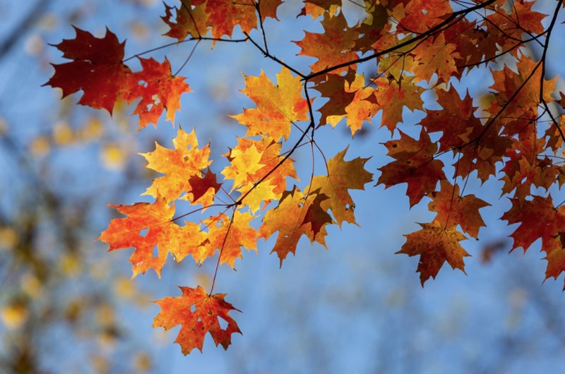 Fall Festival Weekend: Event at the Billings KOA Holiday Campground in ...