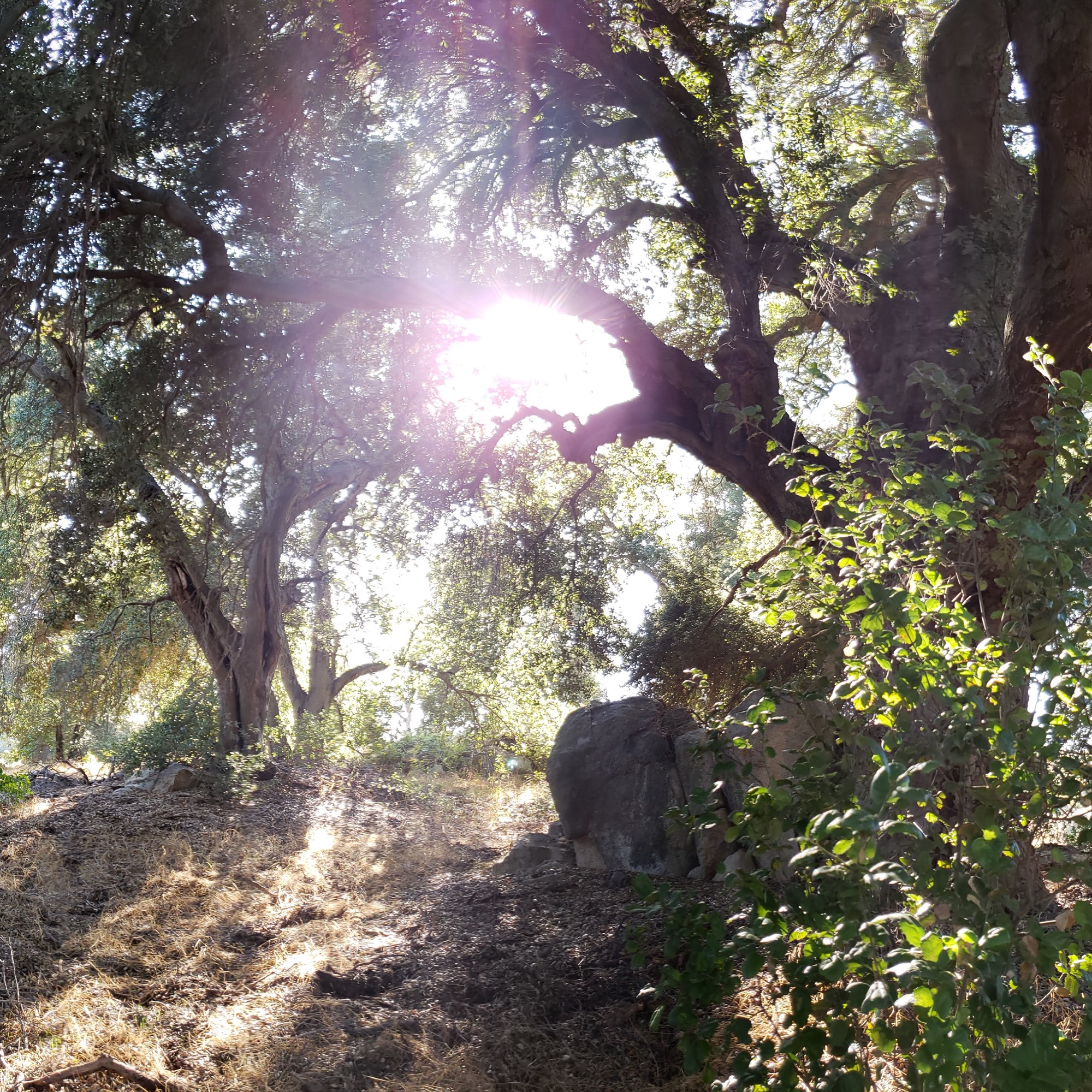 RV Park with Hiking Trails & More in McCain Valley, California | KOA