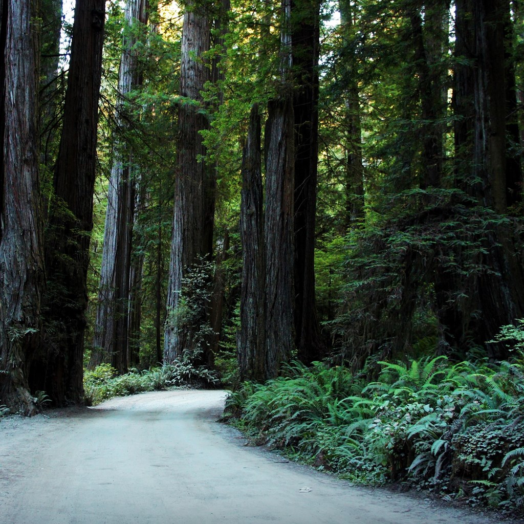 Redwoods to the Rim: Best of Southern Oregon in 7 Days