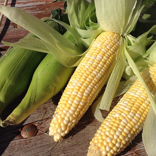 Cooperstown KOA Journey - RV Campground in Richfield Springs, NY