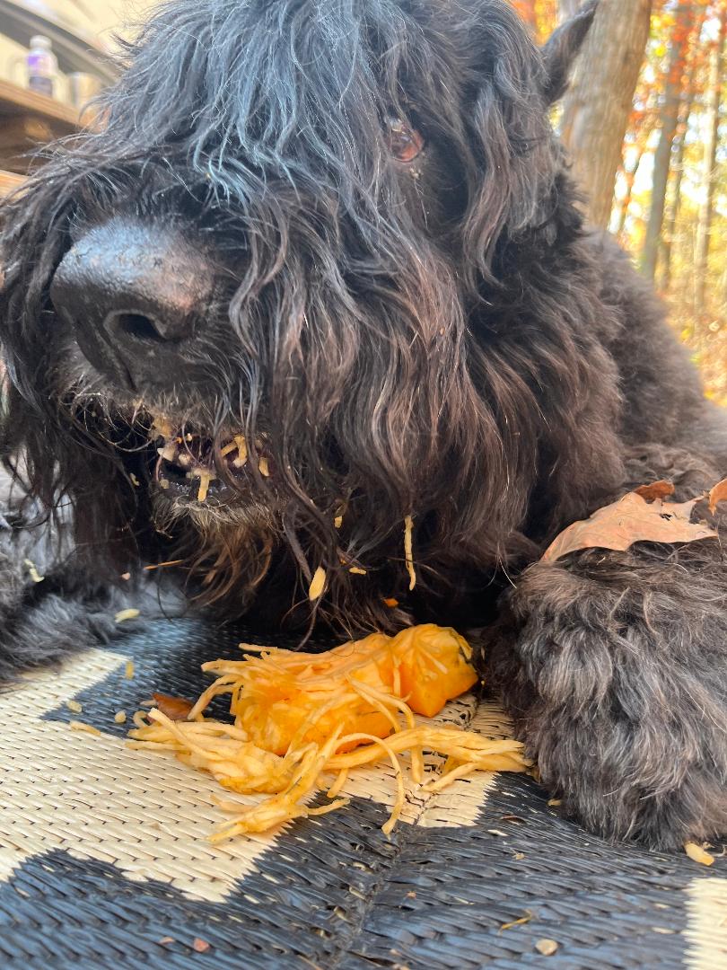 It's PAWSitively amazing!