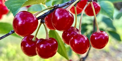 Brussels, Wisconsin Campground | Door County KOA Holiday