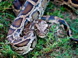 Burmese Python-Invasive Species