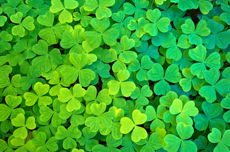 Spring Break & St. Patricks Day: Event at the Galveston Island KOA ...