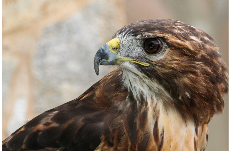 Michigan's Raptors: Event at the Gaylord South / Bradford Lake KOA ...