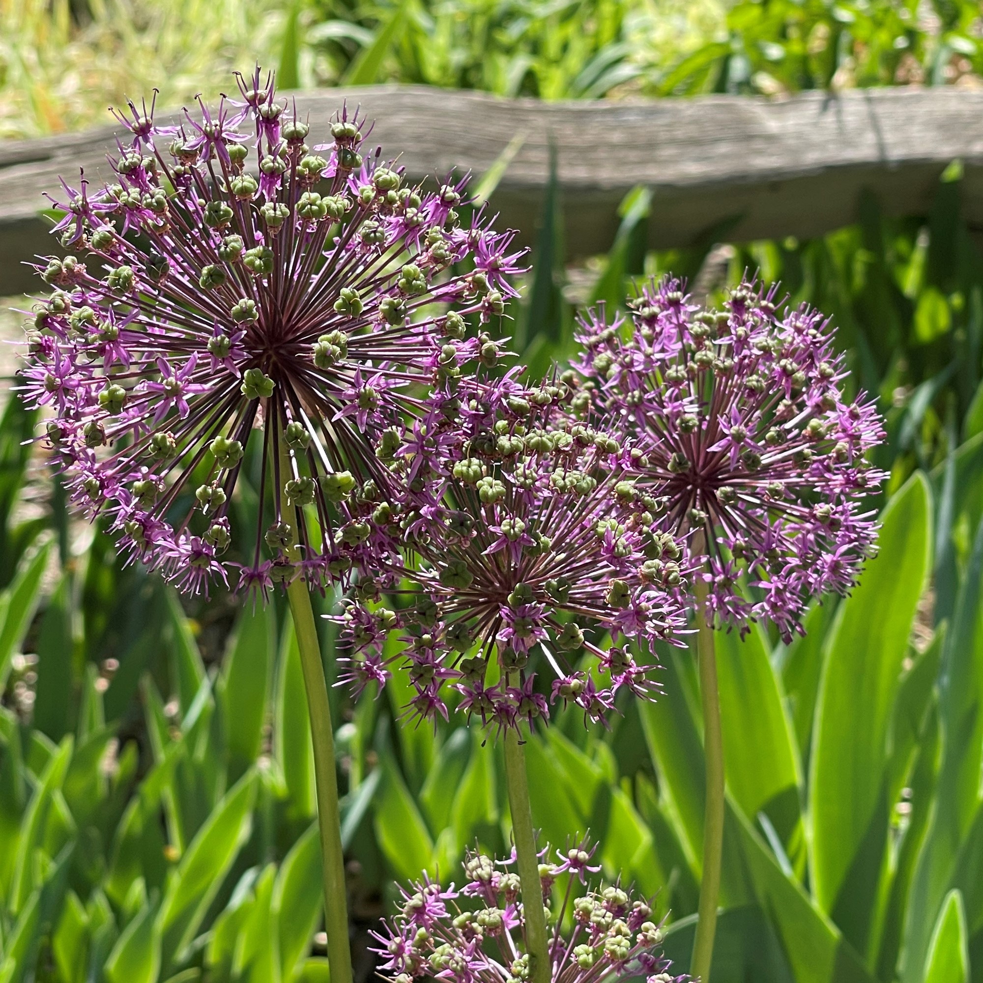 Goodland, Kansas Camping Deals | Goodland KOA Journey