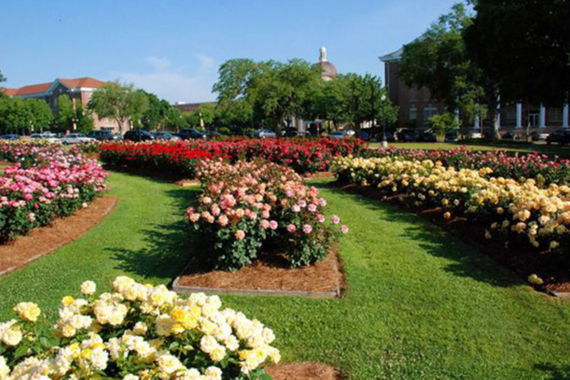 All-American Rose Garden