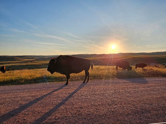 Hill City, South Dakota Campground | Hill City / Needles Hwy KOA Holiday