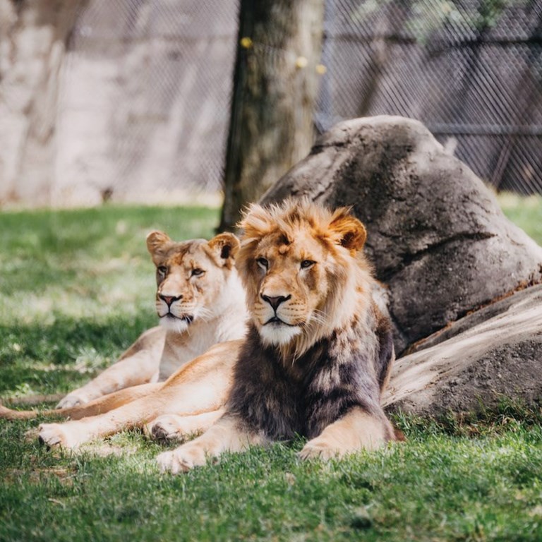 Houston, Texas Area Attractions and Activities | Houston / Med Center ...