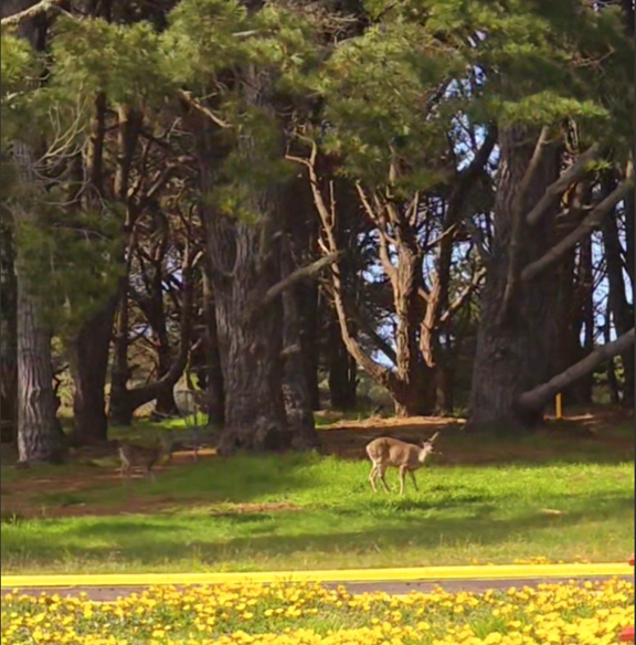 Manchester, California Area Attractions | Manchester Beach / Mendocino ...