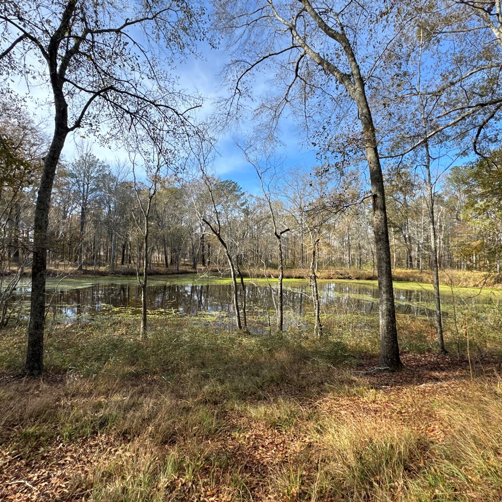 Jennie's Pond