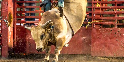 Hill City, South Dakota Campground | Mount Rushmore KOA at Palmer Gulch