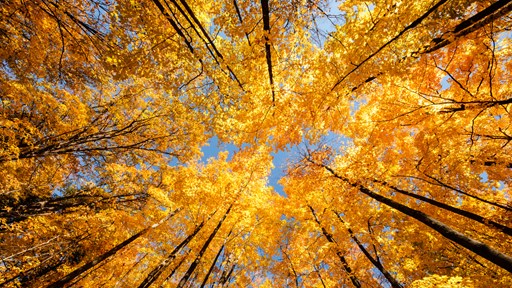 The Best Places to See Fall Leaves in the U.S. This Autumn