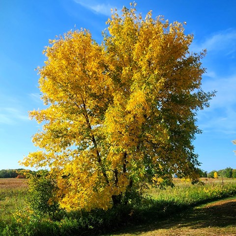 Onamia, Minnesota Camping Photos | Soo Line Trail / Onamia KOA