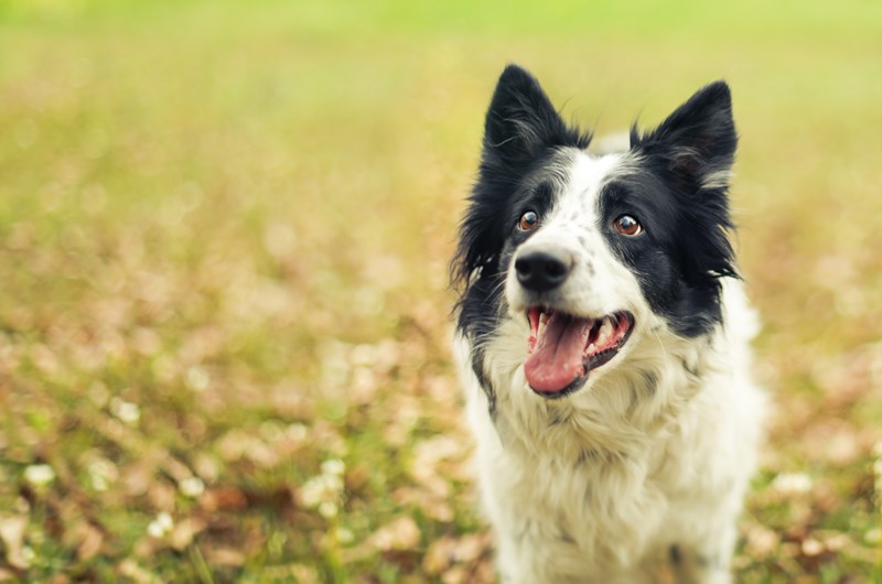 Dog Lovers Weekend: Event at the Outer Banks West / Currituck Sound KOA ...
