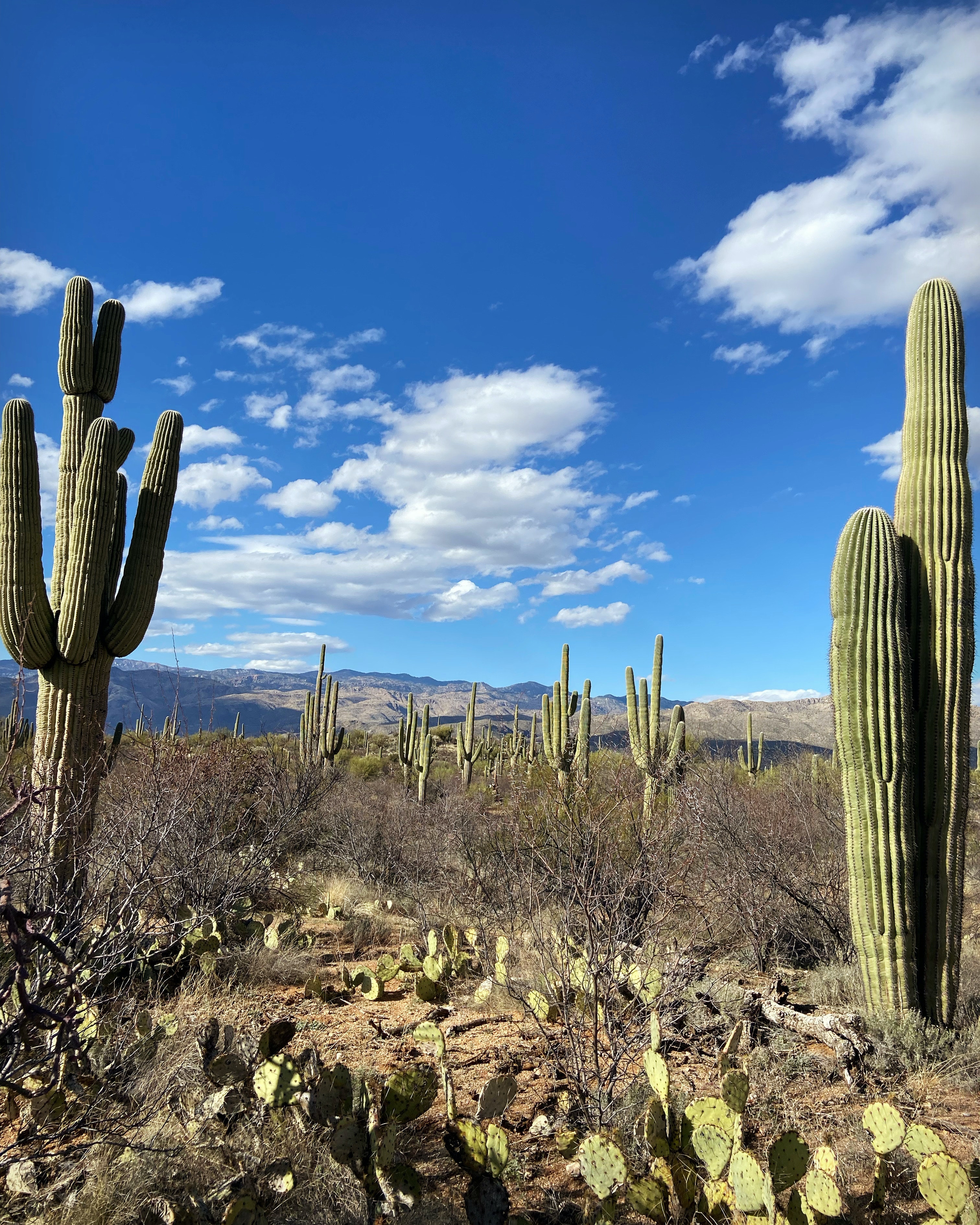 Earp, California Campground | Parker Strip / Colorado River KOA Holiday