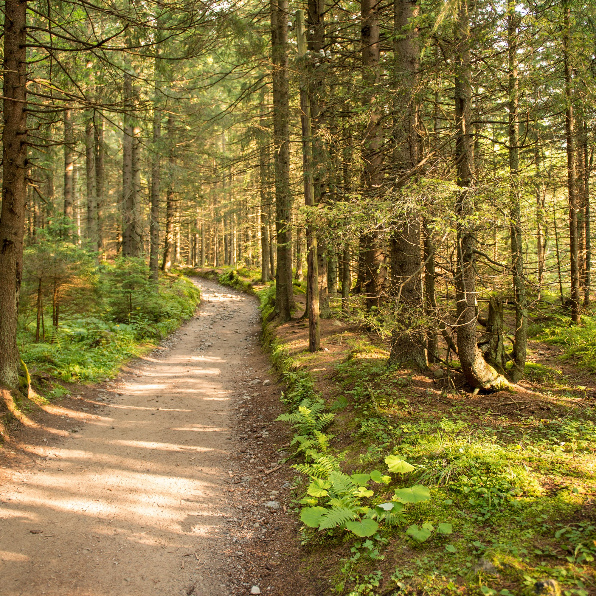 Things To Do At Huron-Manistee National Forest