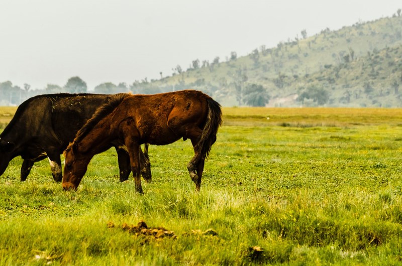 Red Bluff Bull & Gelding Sale: Event at the Red Bluff KOA Journey ...
