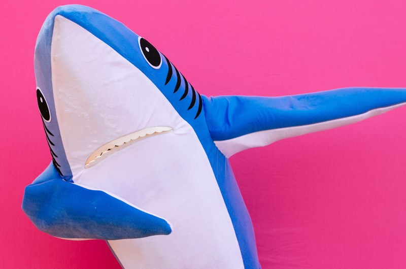 Shark Week Weekend: Event at the Rockport / Corpus Christi KOA Journey ...
