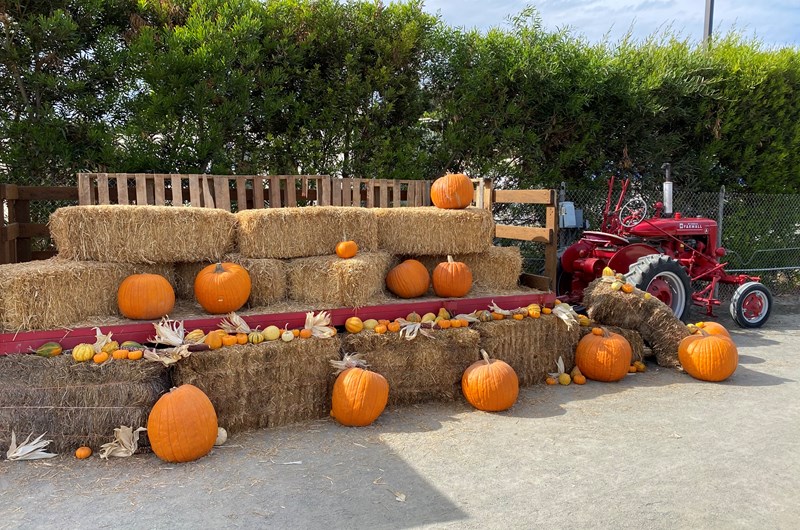 Our Fall Fest Costume Contest & Parade!: Event at the San Diego Metro ...