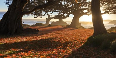 California Camping | Santa Cruz/Monterey Bay KOA Holiday