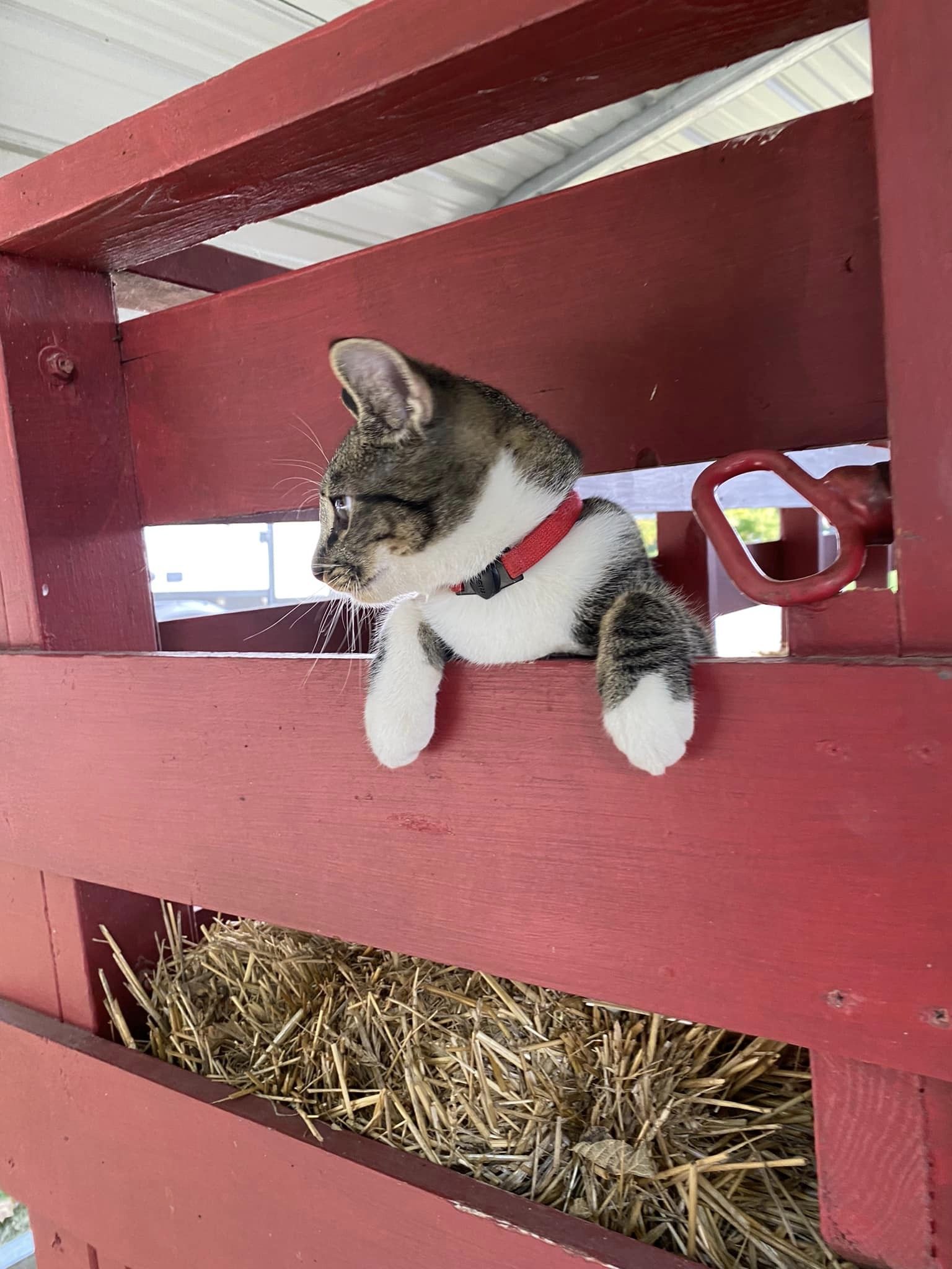 Scottsburg, Indiana Campground | Scottsburg / Raintree Lake KOA Holiday