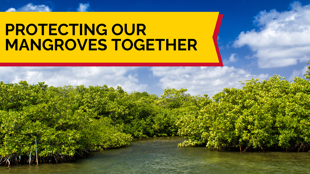 Park Updates: Our Commitment to Protecting Mangroves