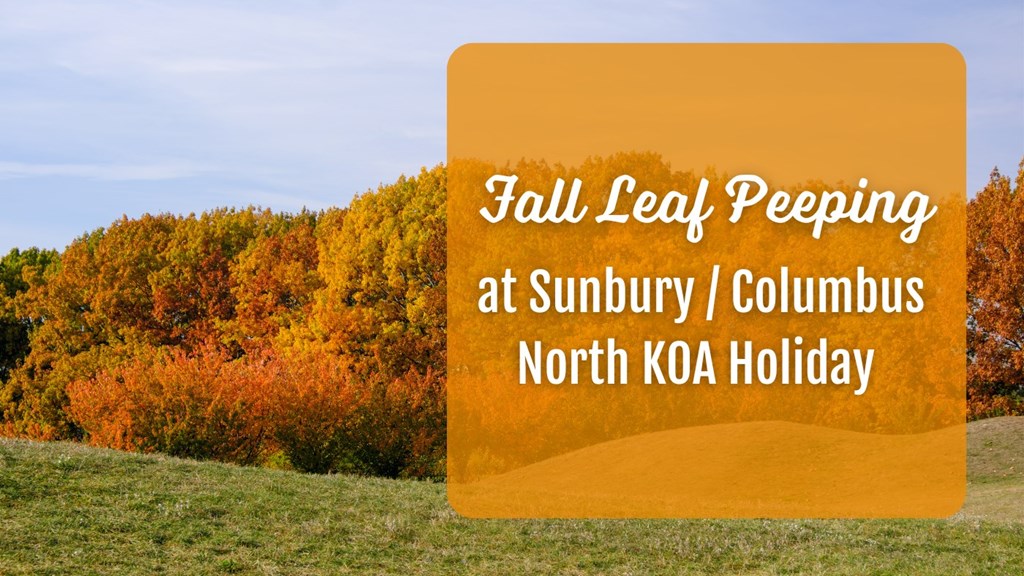 The Ultimate Guide to Leaf Peeping in Sunbury & Columbus