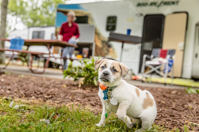Kamp K9: Event at the Sunbury / Columbus North KOA Holiday Campground ...