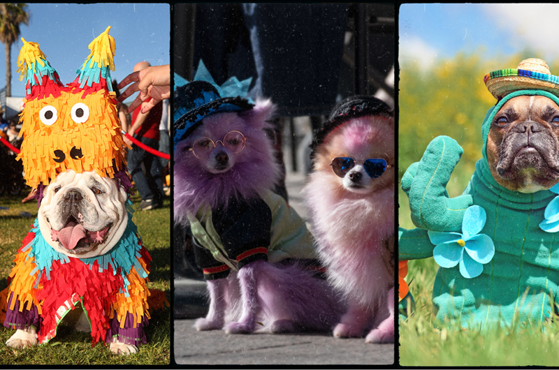 Pet Costume Parade: Event at the Sutherlin / Umpqua Valley KOA Holiday ...