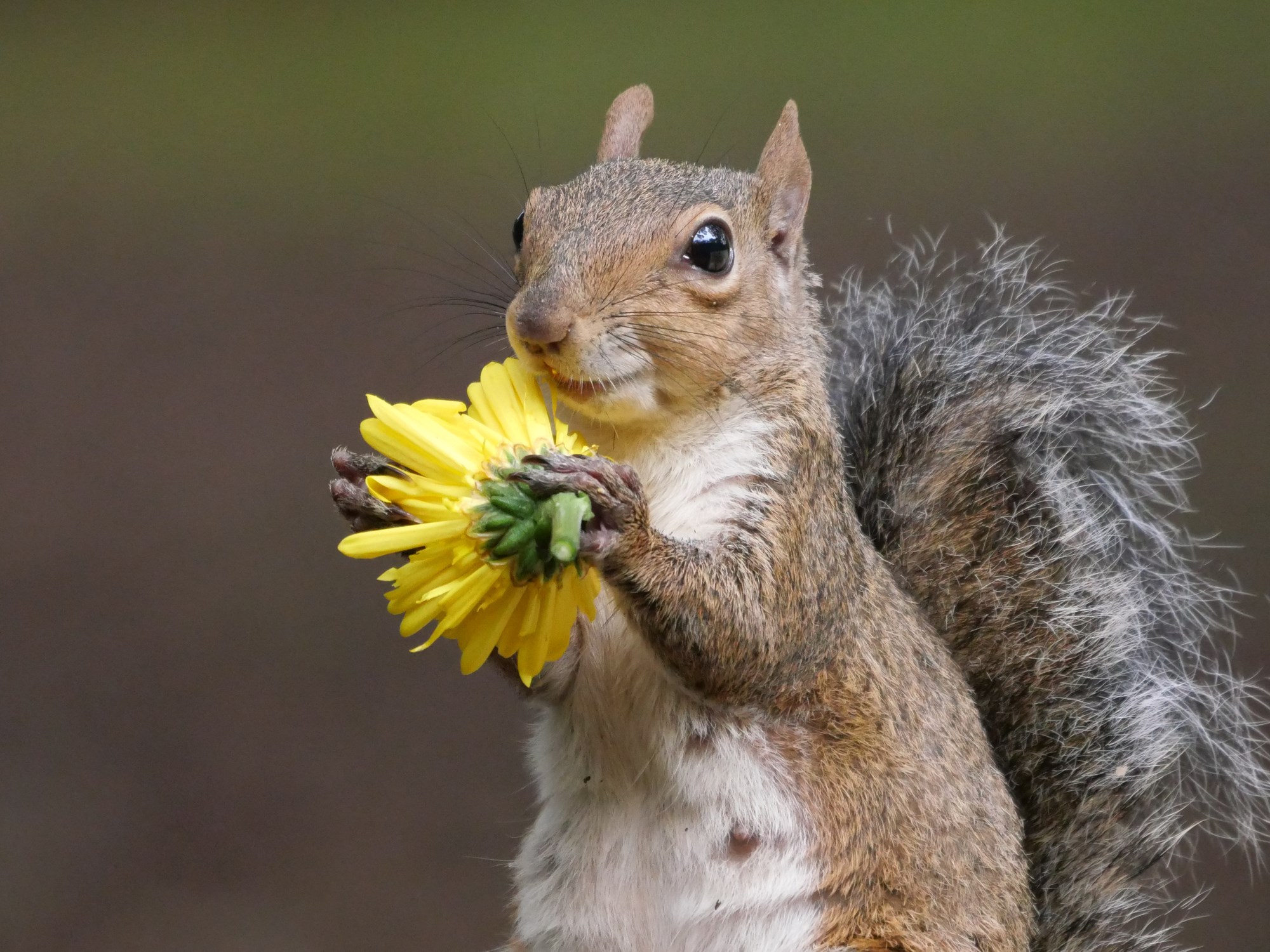 Wildlife in Temecula, California | Temecula KOA at Vail Lake