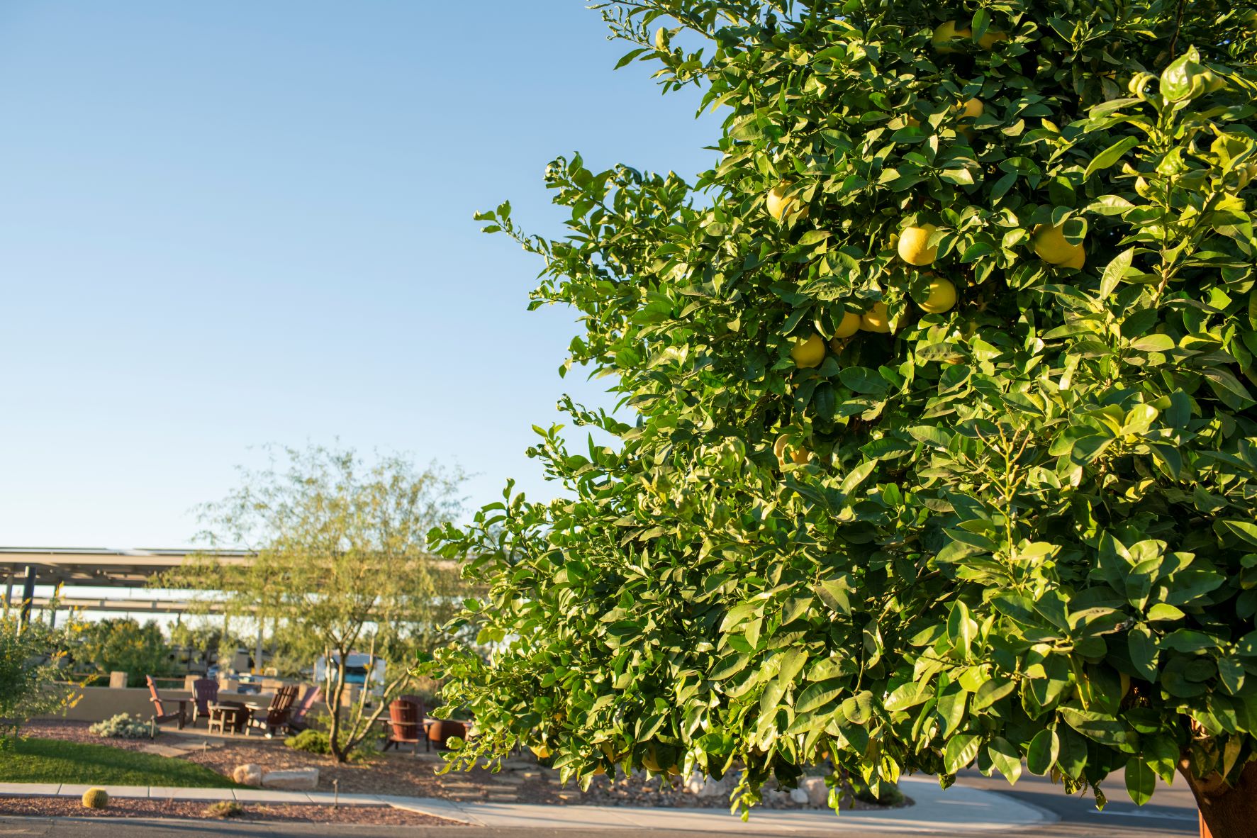 Luxury RV Park Campground | Tucson/Lazydays KOA Resort