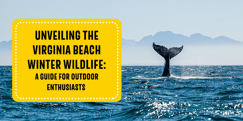 Unveiling the Virginia Beach Winter Wildlife
