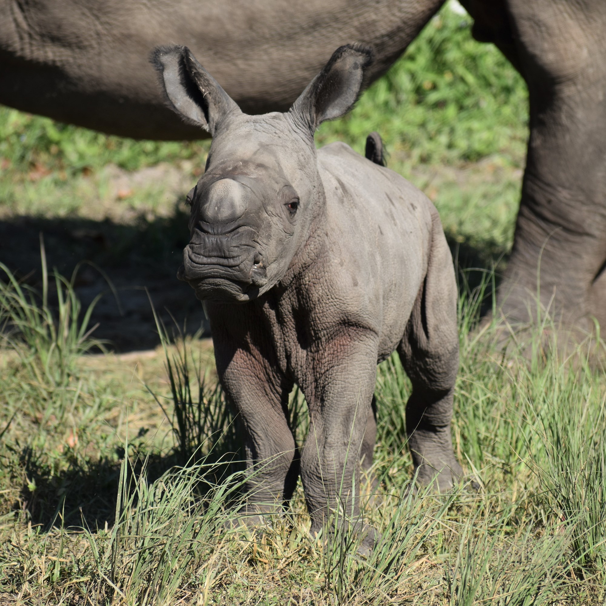 Baby Boom: Third Rare Rhino Born at LCS in Less Than a Year