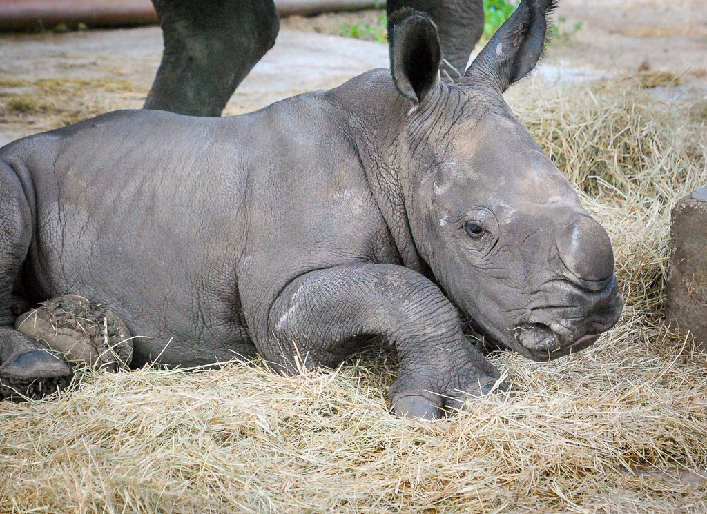 Lion Country Safari Welcomes Male Rhino Calf