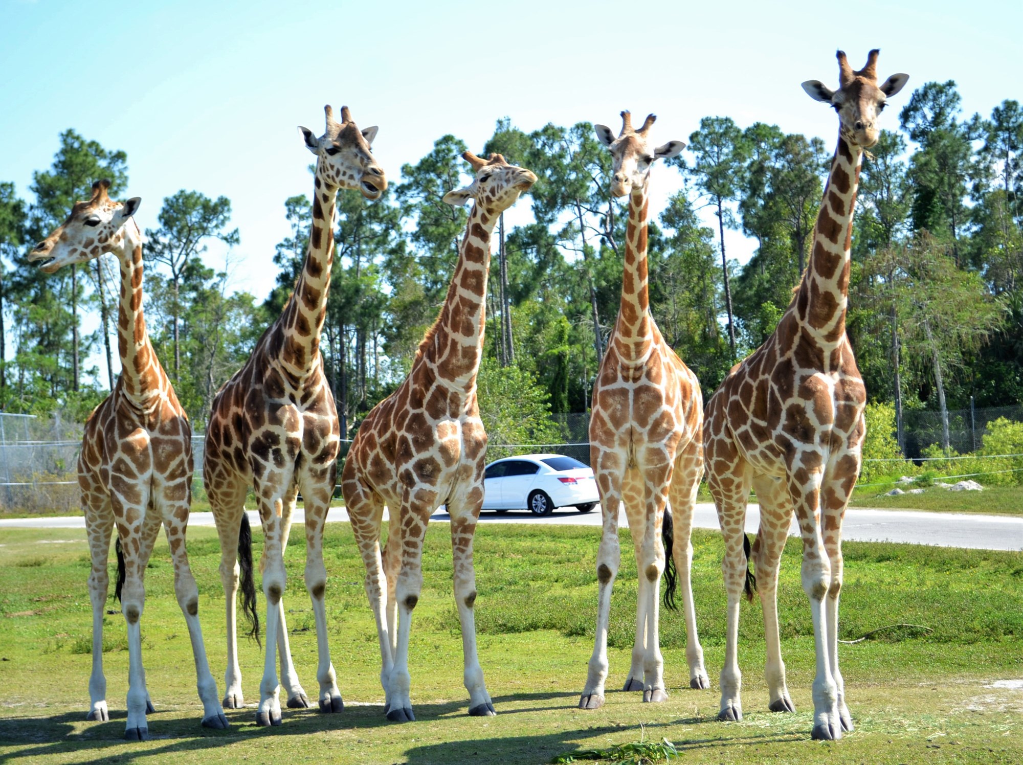 Loxahatchee, Florida Extended Stay Sites | West Palm Beach / Lion ...