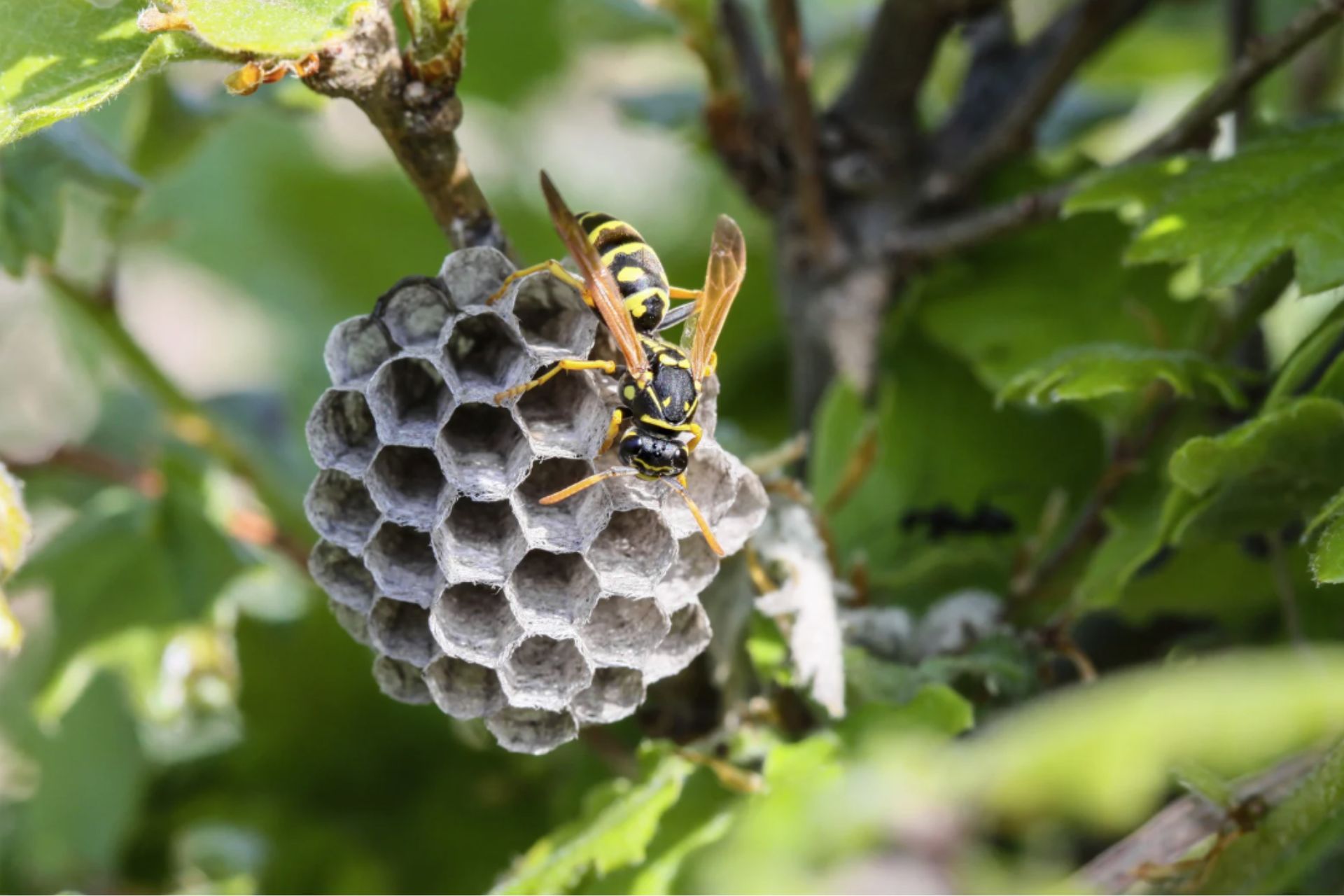 Winthrop Wasp Safety Tips & Tricks